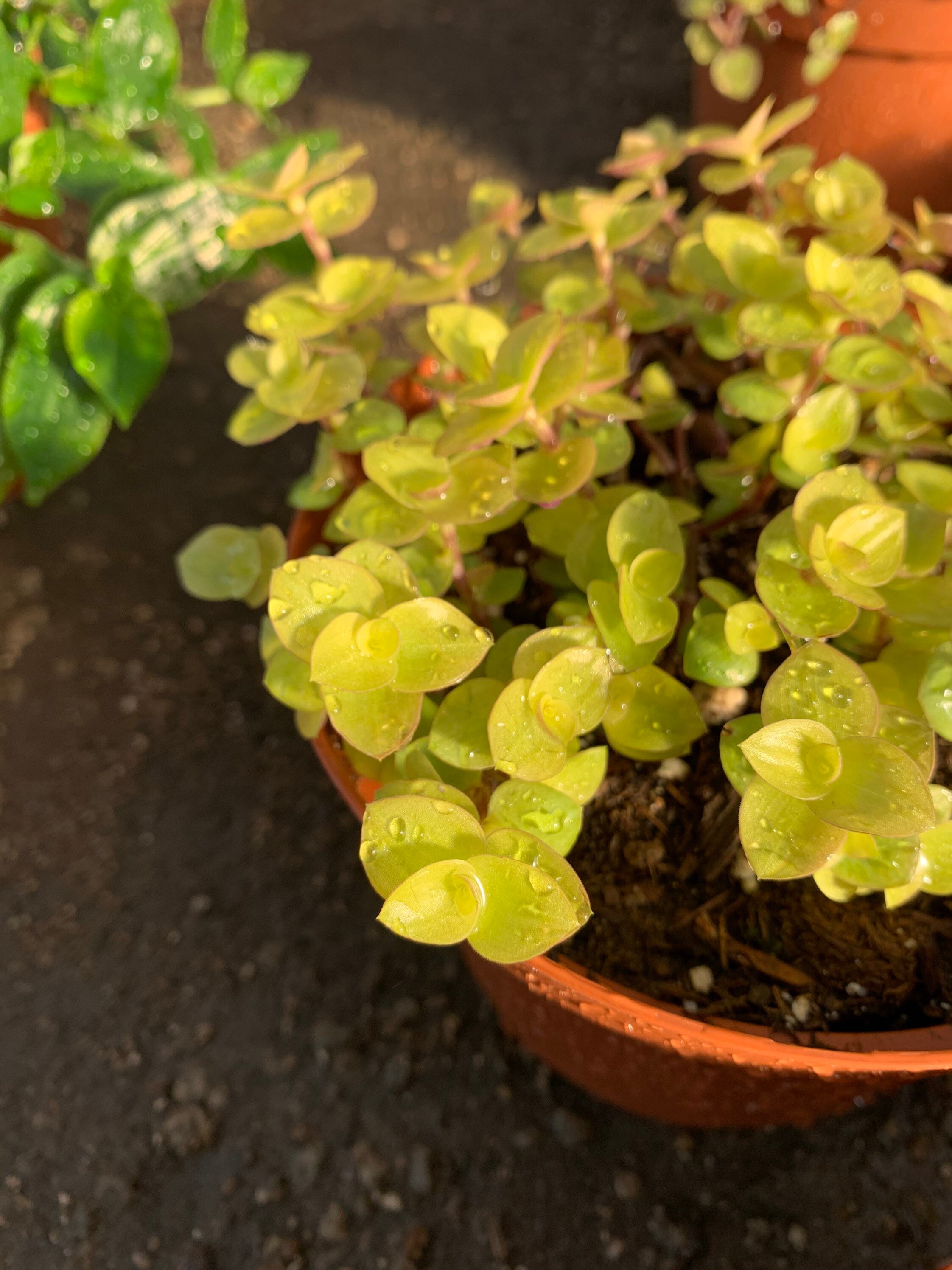 Callisia Repens ‘gold’ (tradescantia) - “golden Bolivian Jew” (NEW) - 6 ...