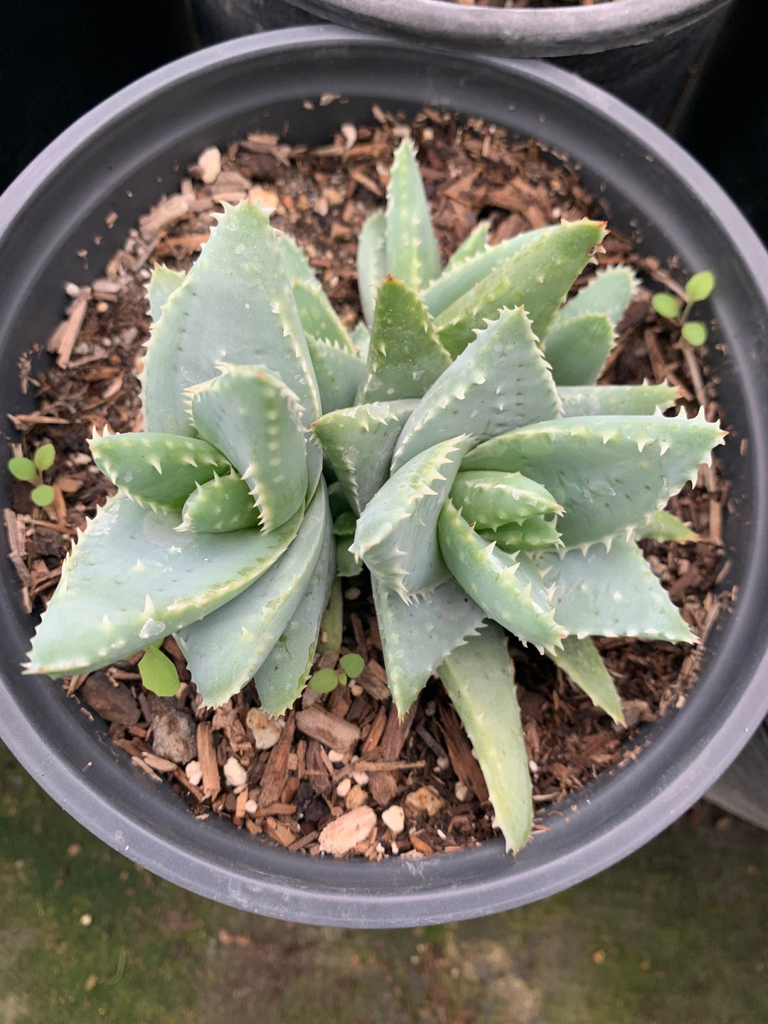 Aloe ‘brevifolia’ - “short-leaf Aloe” - “crocodile Plant” | (4” Inch ...