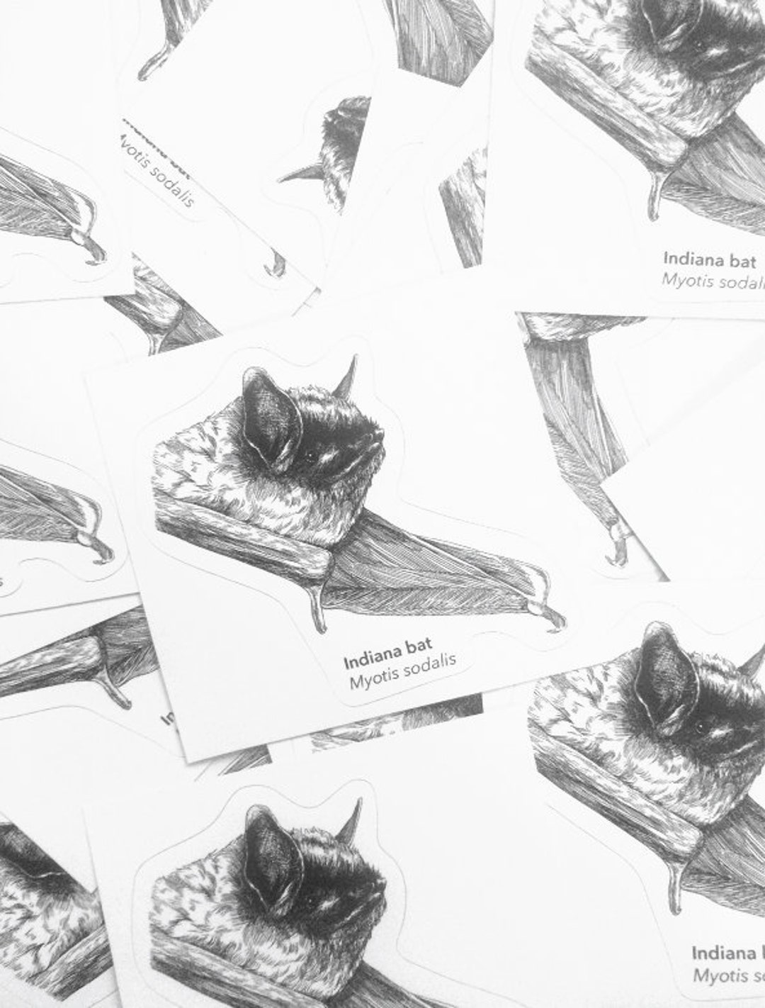 Indiana Bat (myotis Sodalis) Stickers - Etsy