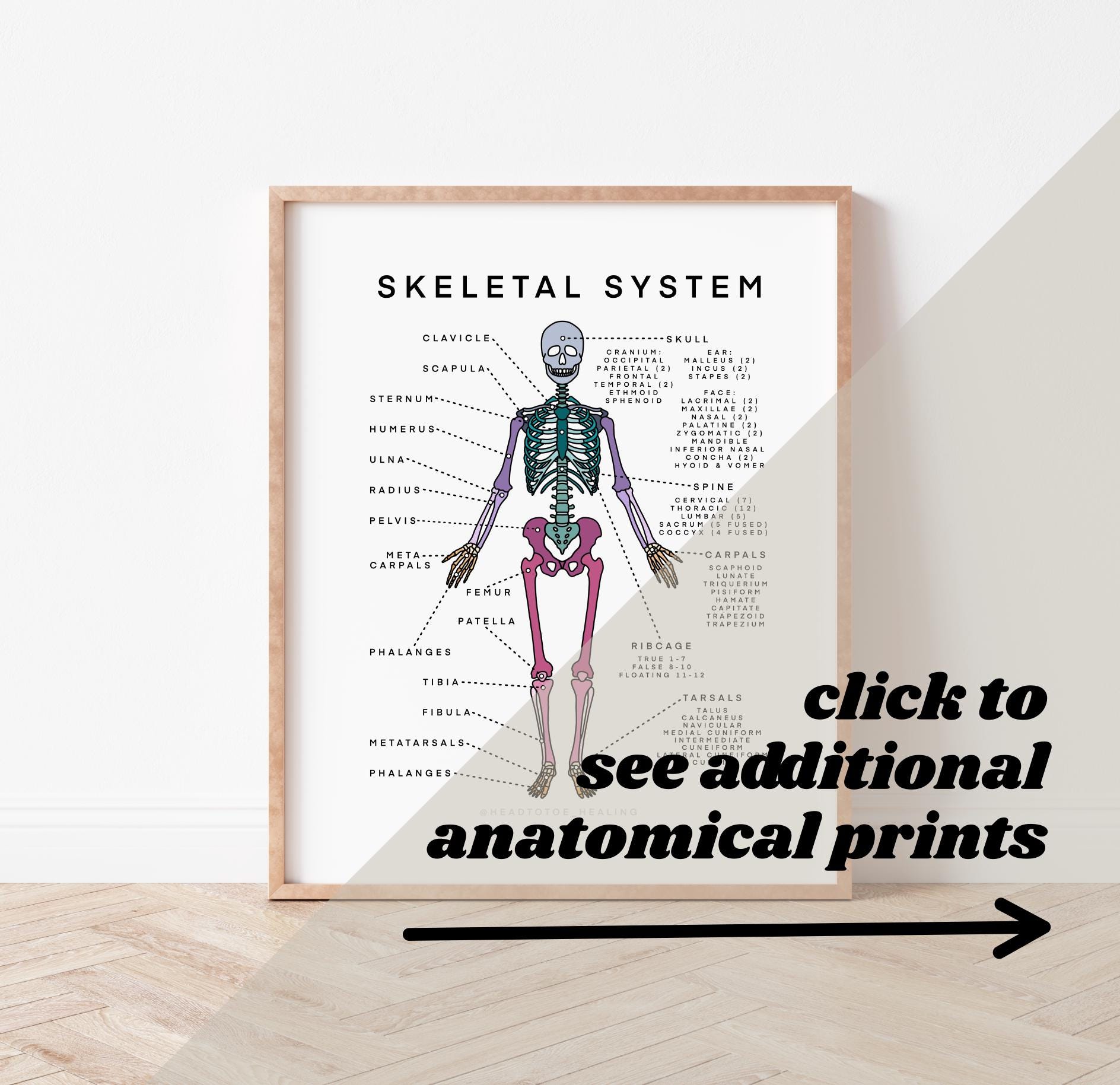 Bones Chart Anatomy and Physiology of Skeletal System Diagram of Bones ...