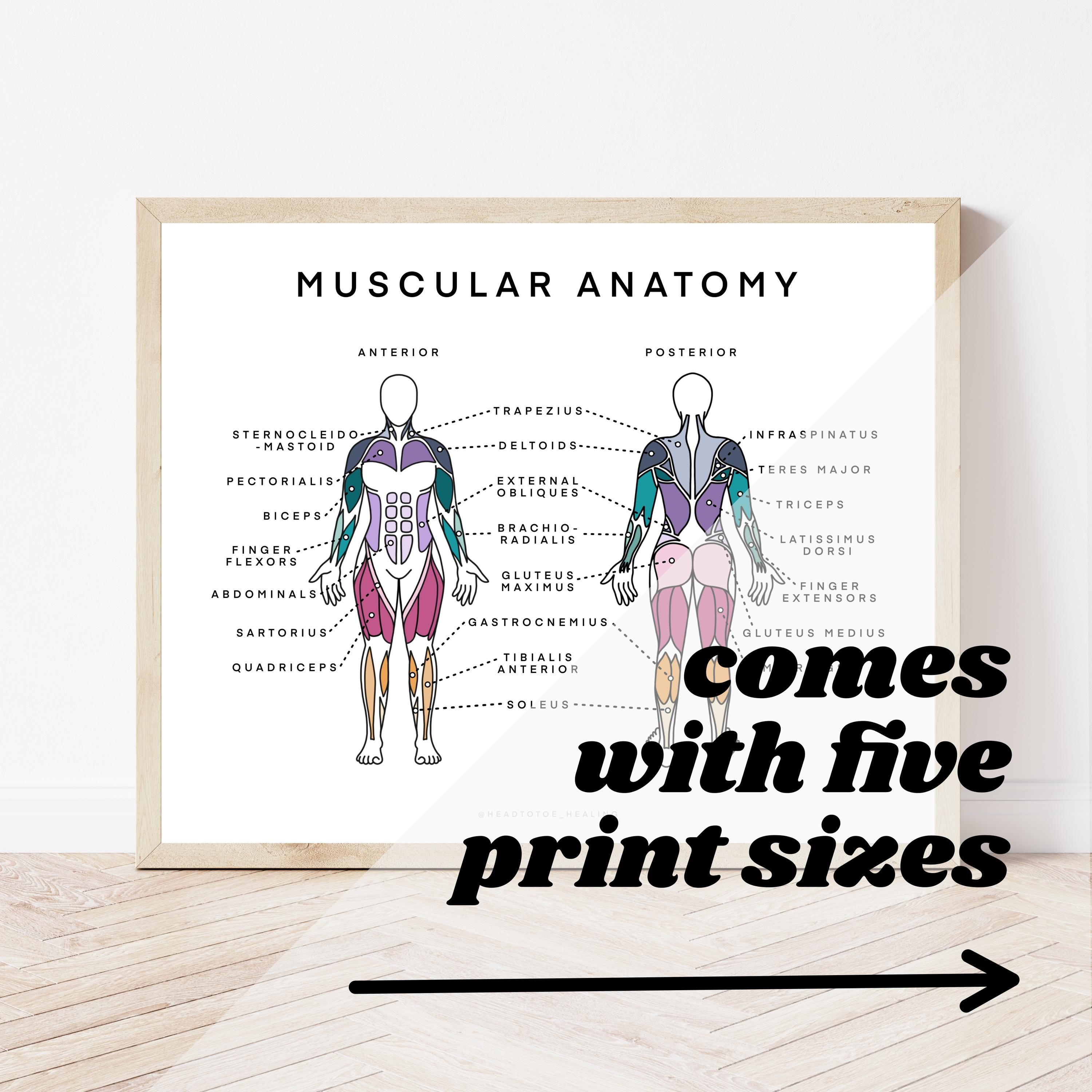 Muscle Anatomy Chart, Muscular System Diagram (digital Download) - Etsy ...