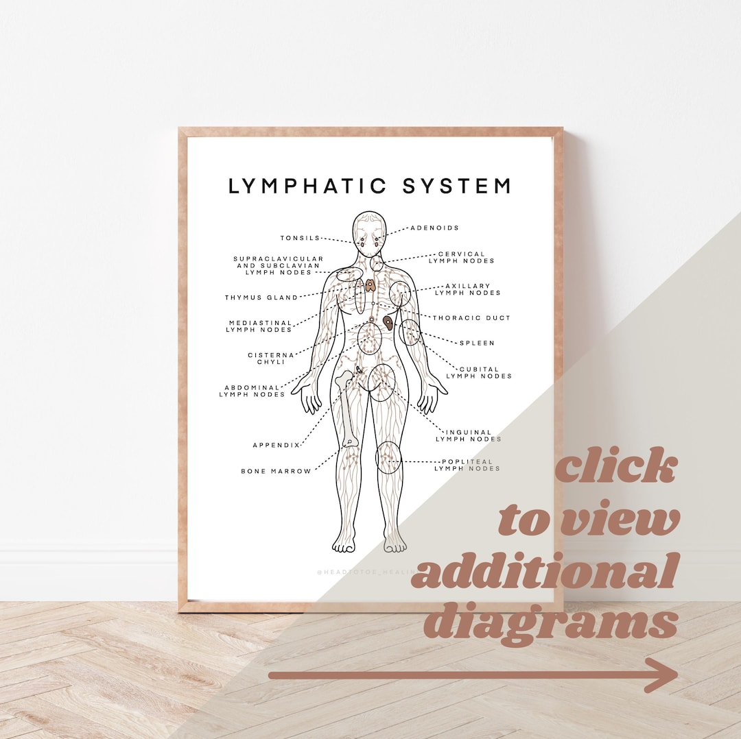 Lymphatic System Chart: Anatomy Diagram Art (digital Download) - Etsy