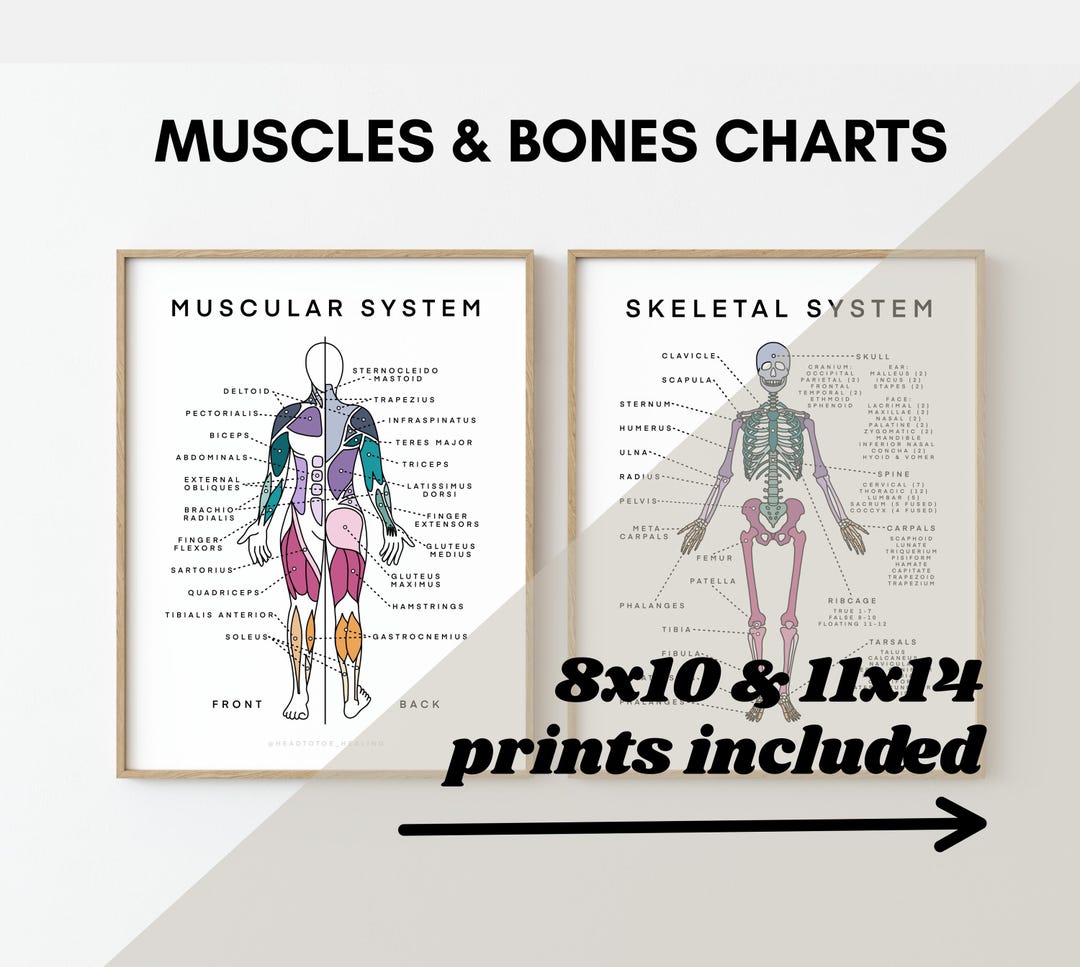 Bones Chart of Muscles Anatomy and Physiology of Skeletal System ...