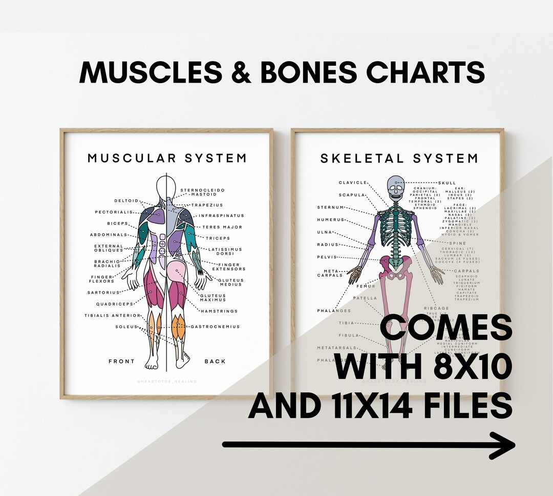 Bones Chart of Muscles Anatomy and Physiology of Skeletal System ...