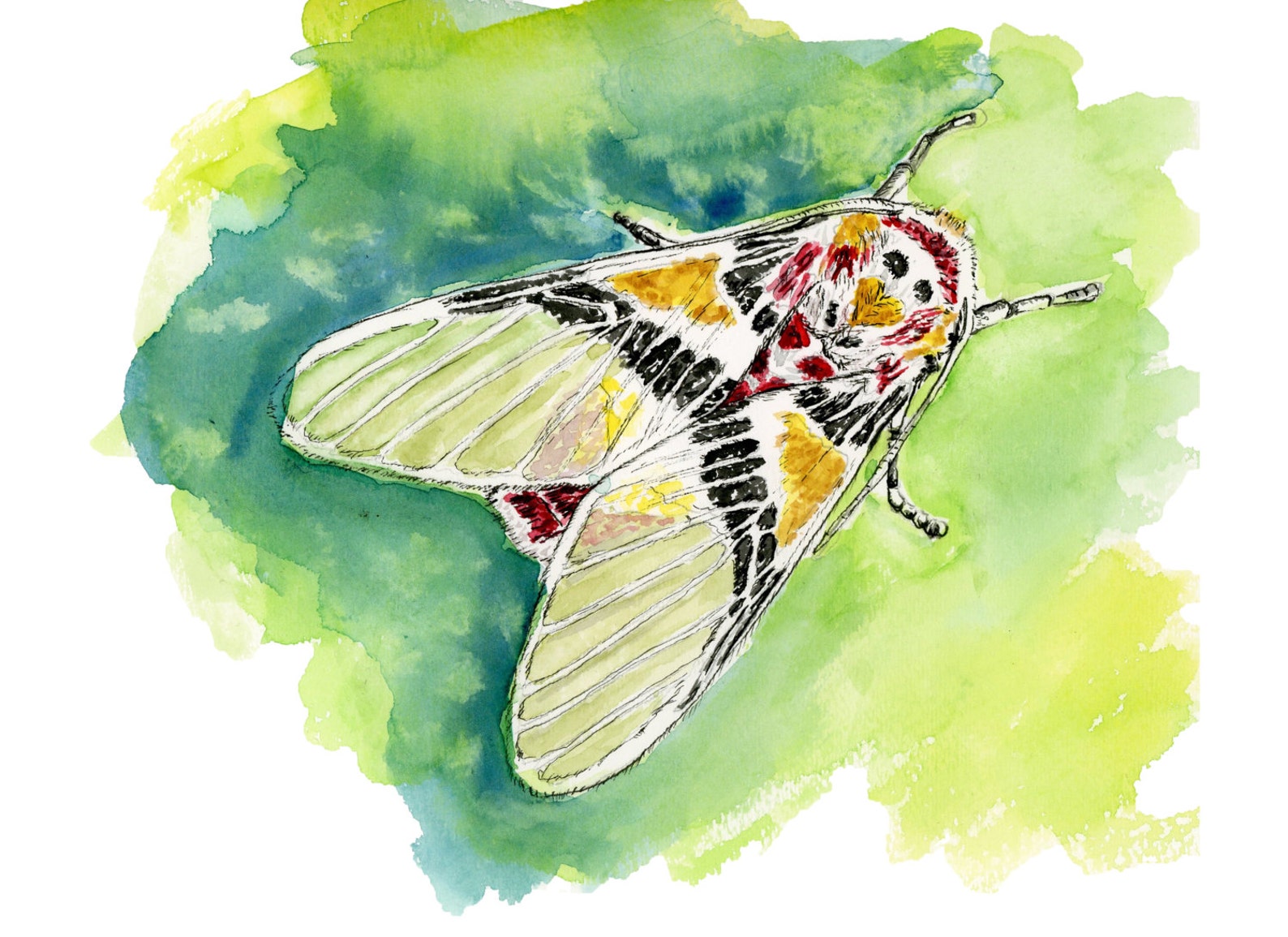 Insect Watercolor Print - Etsy