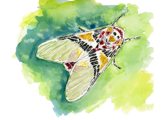 Insect Watercolor Print | Etsy