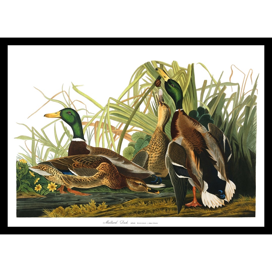 Mallard Duck Print From Audubon Birds of America Mallard Duck Bird Wall ...