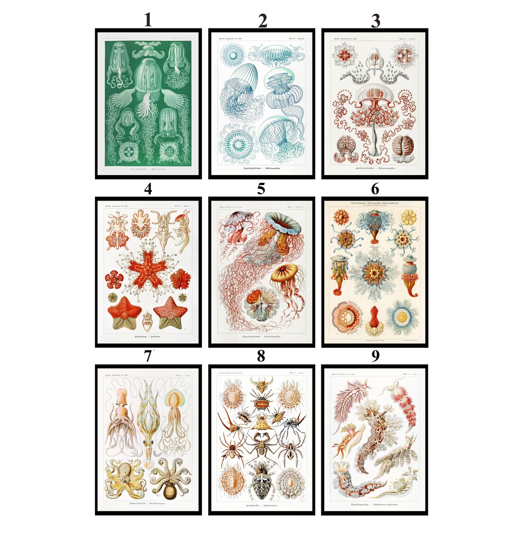 Select Ernst Haeckel Print Ernst Haeckel Sea Life Prints Ernst Haeckel ...