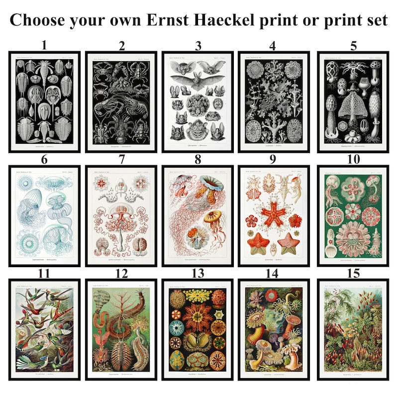 Ernst Haeckel - Etsy