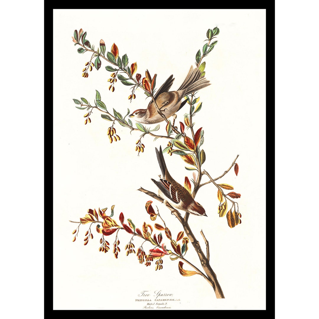 Tree Sparrow Print From Audubon Birds of America Tree Sparrow Bird Wall ...
