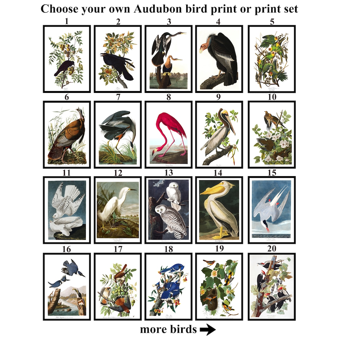 Personalized Audubon Bird Artwork Print or Print Set Audubon Birds of ...