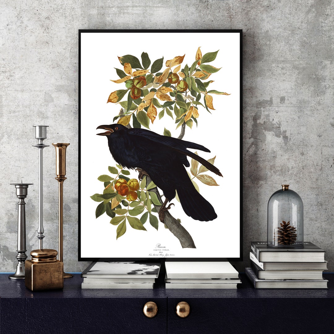 Audubon Raven Print From Audubon Birds of America Common Raven Bird ...