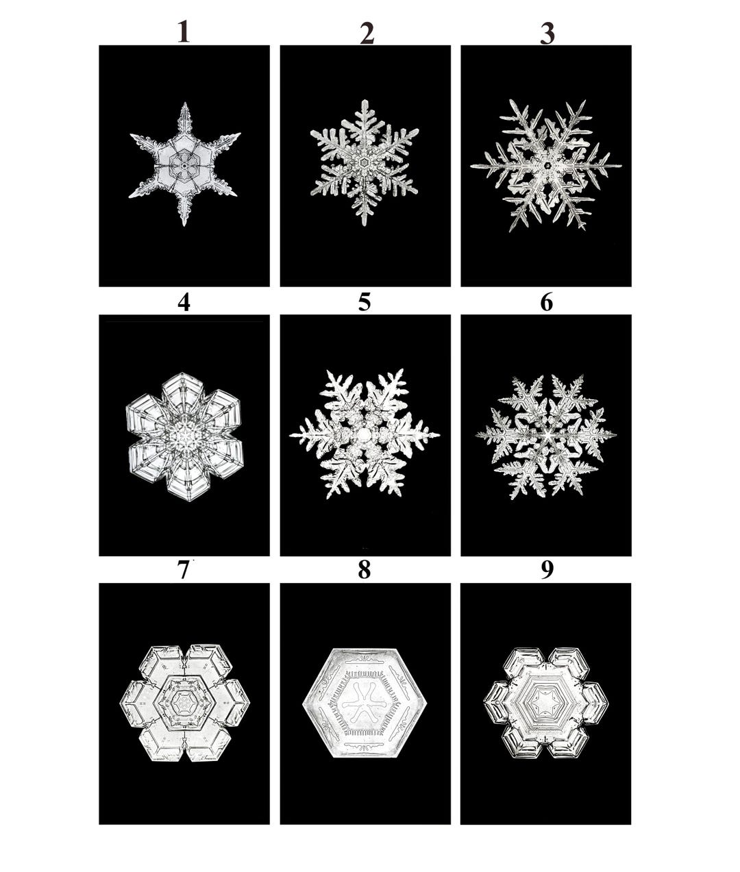 Wilson Bentley Snowflake Prints - Unique Winter Art Prints - Etsy