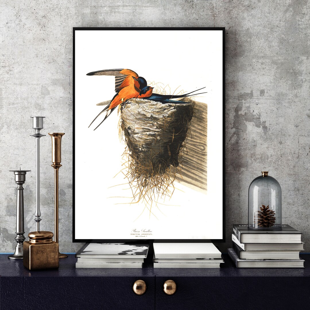 Audubon Barn Swallow Print From Audubon Birds of America Barn Swallow ...