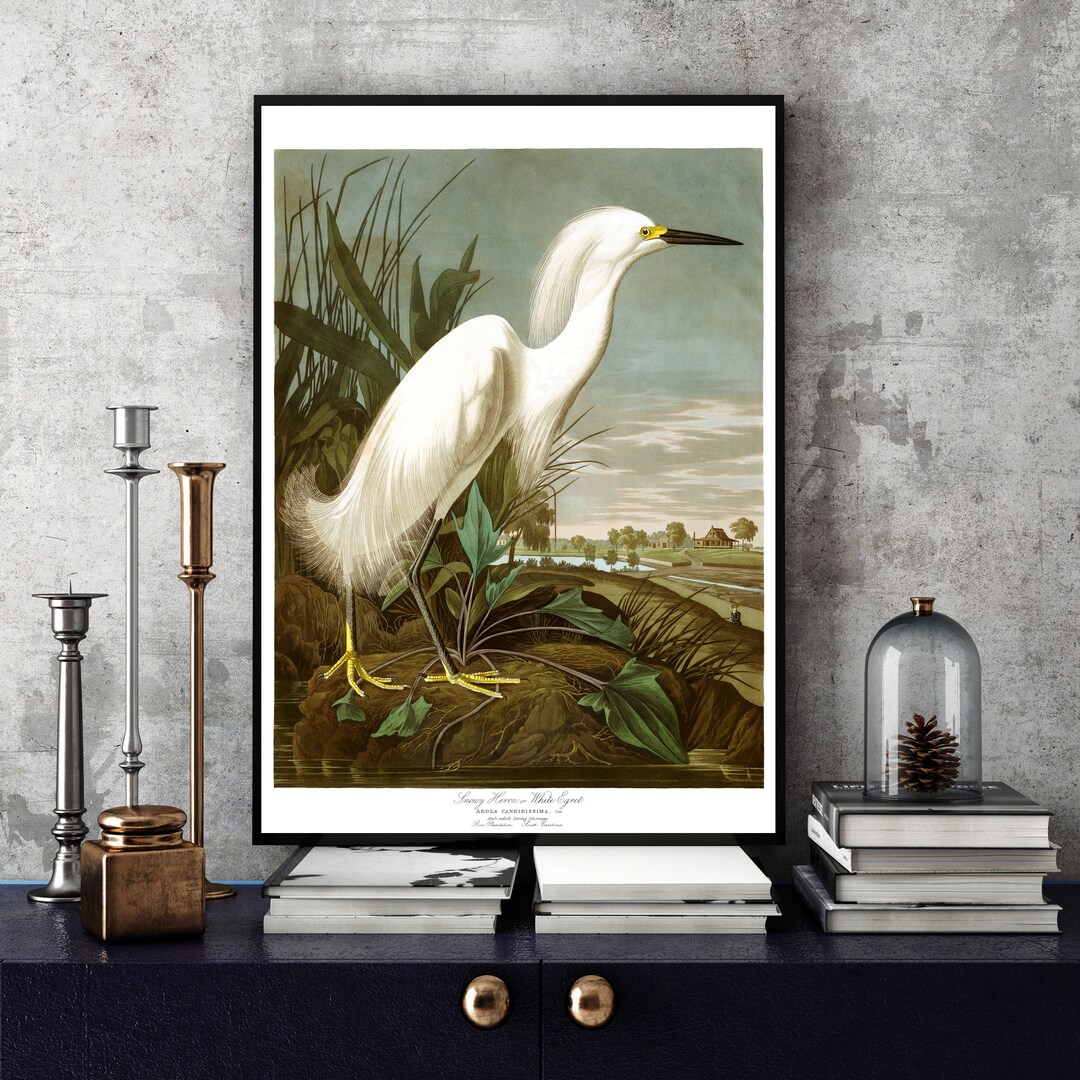 Snowy Heron or White Egret Print From Audubon Birds of America Snowy ...