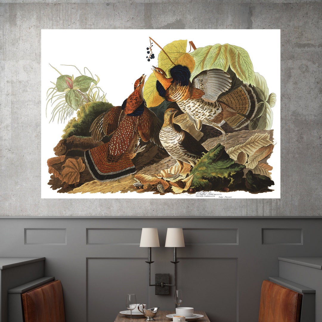Audubon Ruffed Grouse Print From Audubon Birds of America Ruffed Grouse ...