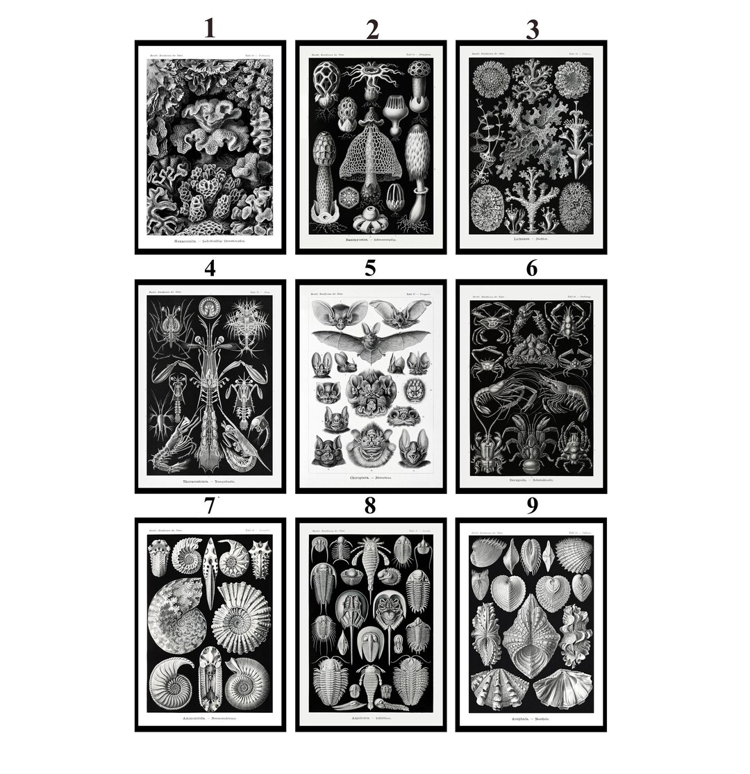 Ernst Haeckel Art Prints: Black and White Forms in Nature Poster - Etsy