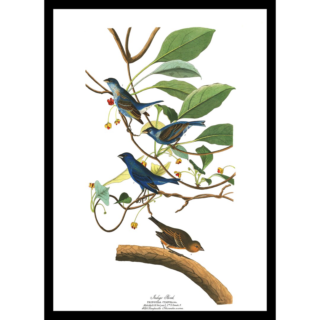 Indigo Bird Print From Audubon Birds of America Indigo Bunting Bird ...