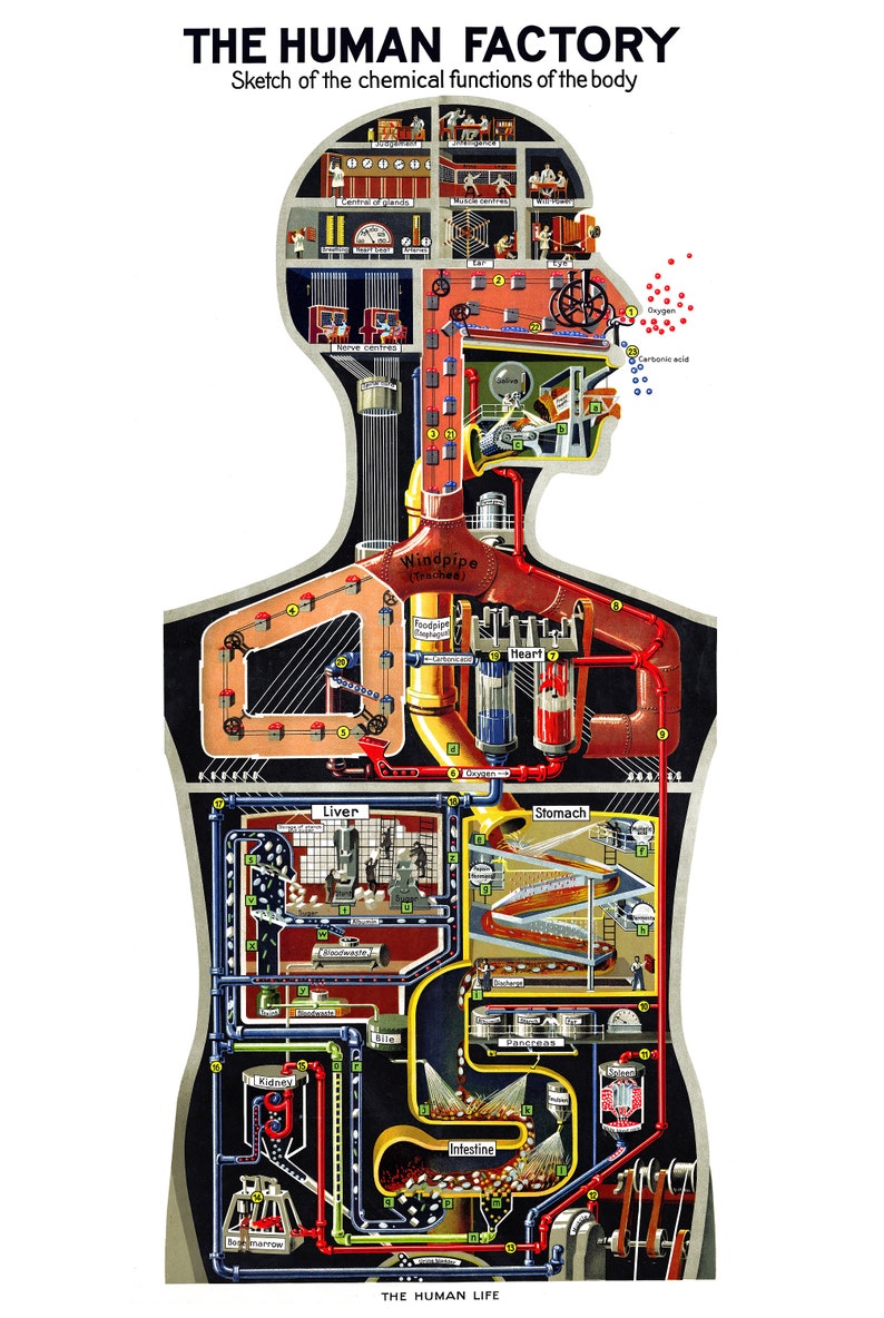 The Human Factory Illustration of the Chemical Functions of the Body ...