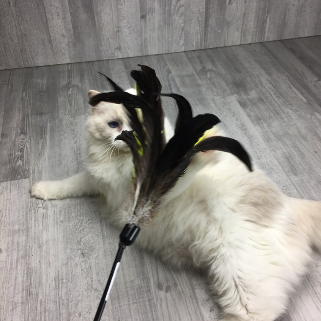 Cat Toy | Mega Feathers Duster | 1 Yard Long Cat Teaser Toy ...