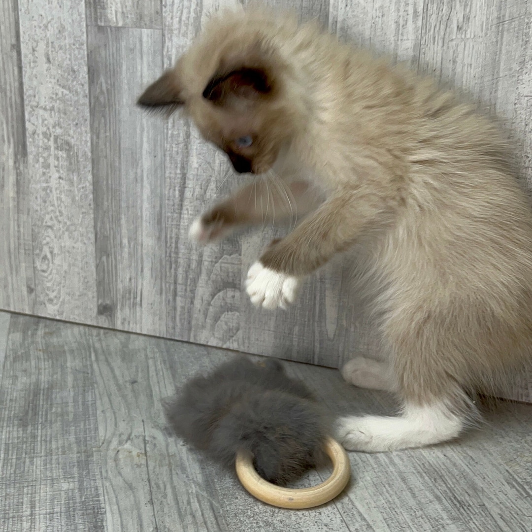 Rabbit Fur Cat Toy With Wooden Ring and Rattle | Cat Toy - Etsy