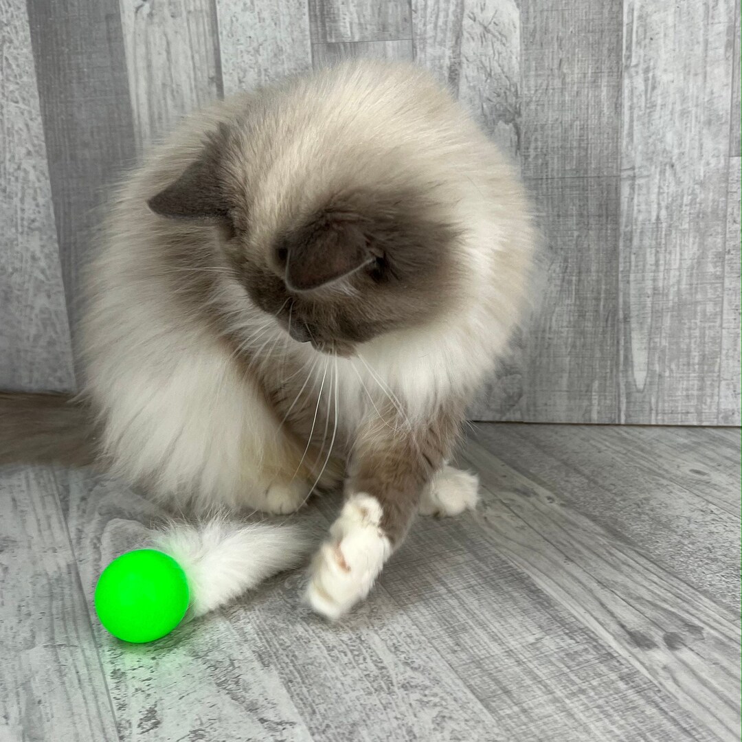 Cat Toys | 5-pack - Rattle Balls With Rabbit Fur Tail Cat Toss Toy ...