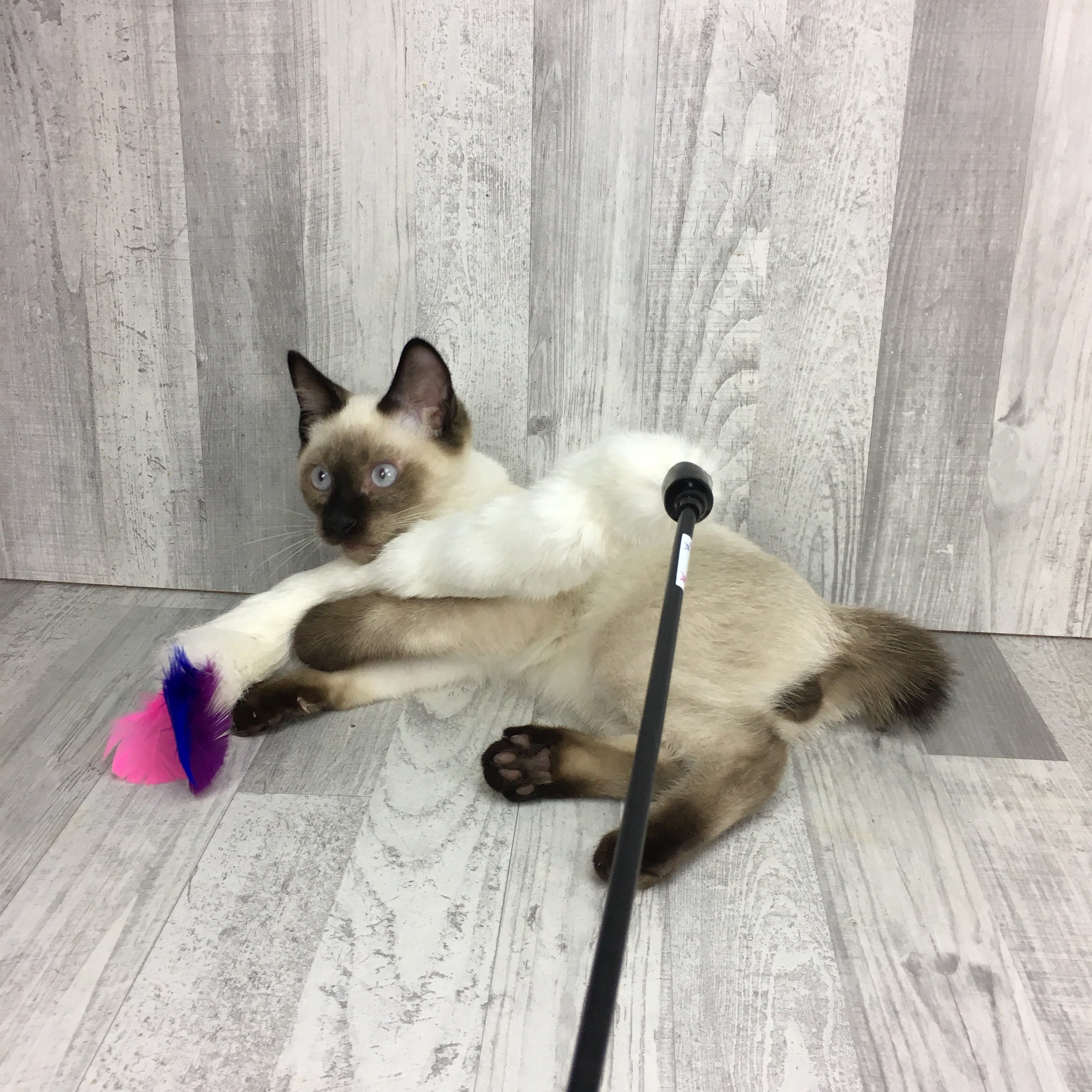 Cat Toy Rabbit Fur & Feathers Teaser Rabbit Skin Cat Toy - Etsy