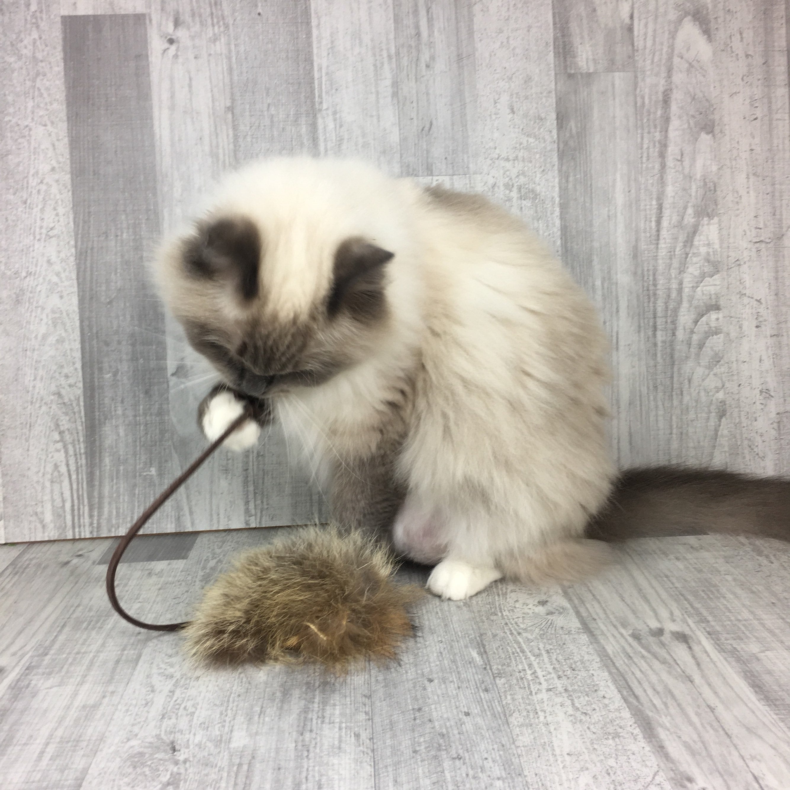 Cat Toy Fox Fur Mouse Fox Skin Cat Toy Rabbit Fur Cat | Etsy
