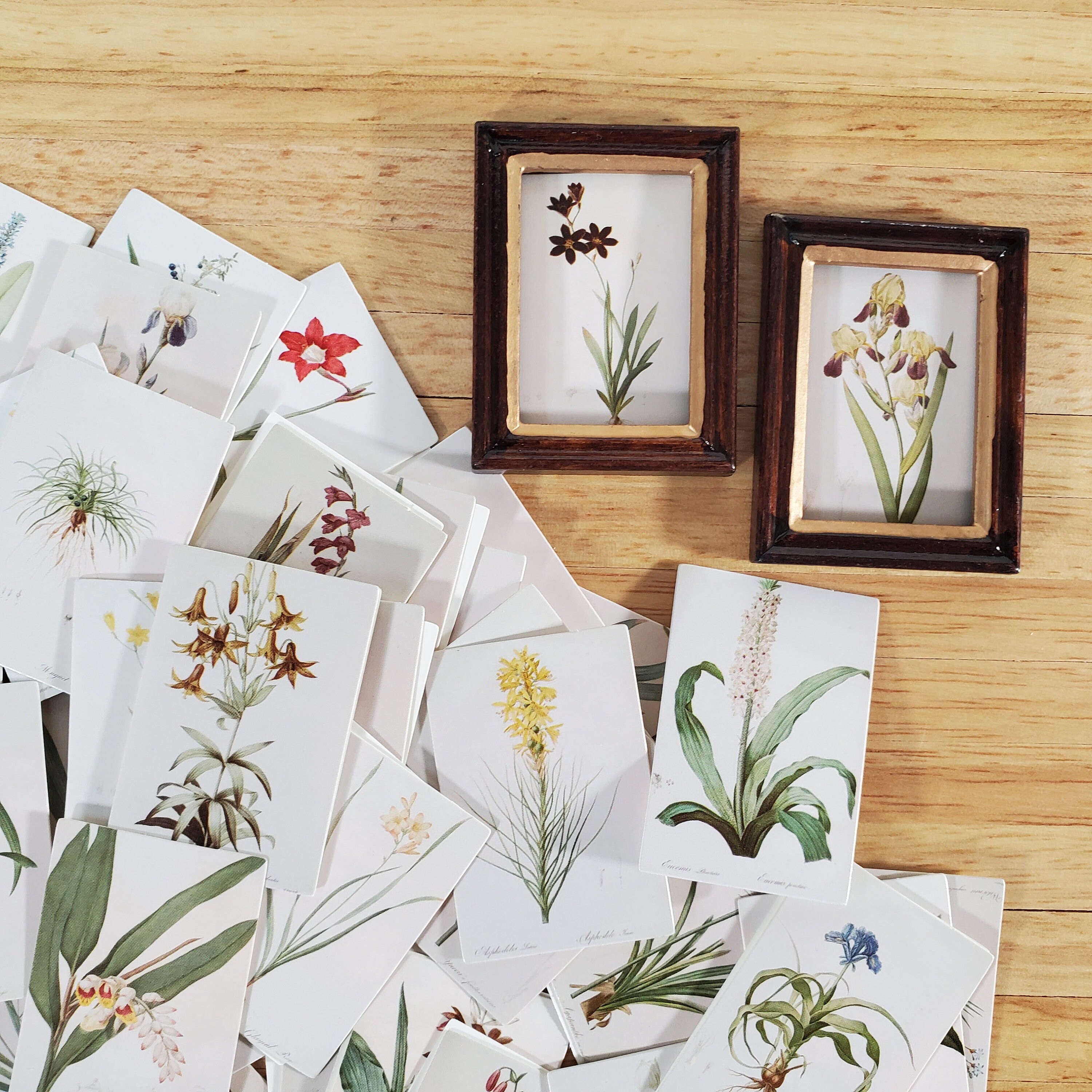 100 Mini Nature Botanical Prints on Cardstock Flowers Floral - Etsy