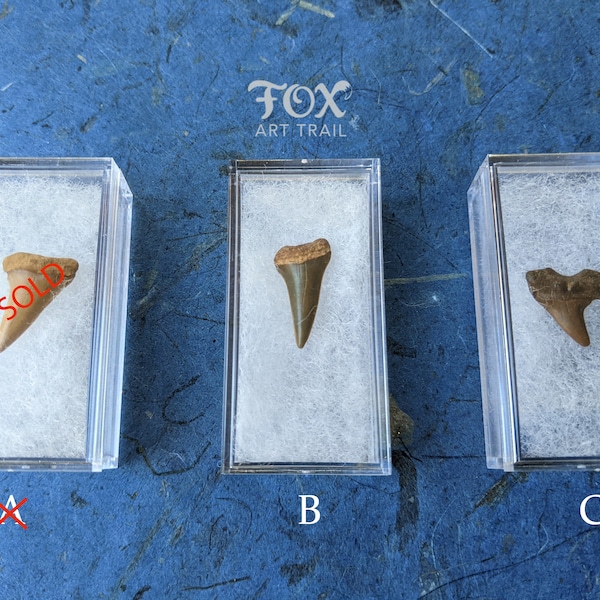 Shark Tooth Display - Etsy