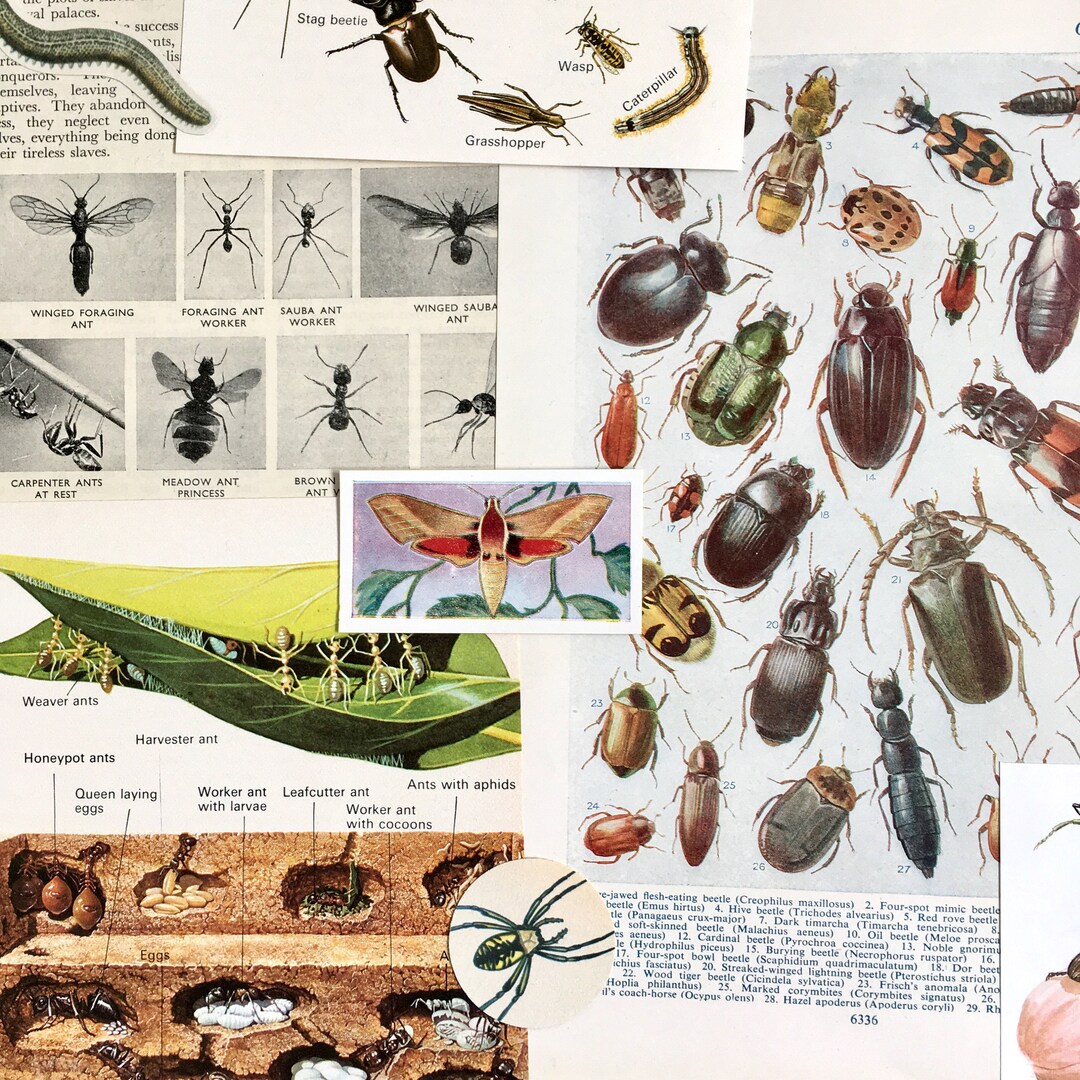 Insect & Bug Themed Ephemera Vintage Scrapbooking Kit Nature Journal ...