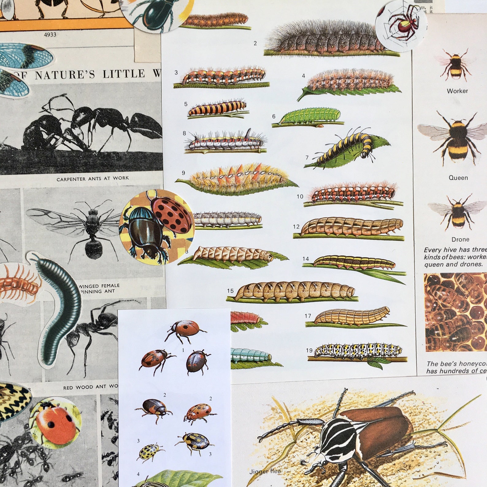 Insect & Bug Themed Ephemera Vintage Scrapbooking Kit Nature Journal ...