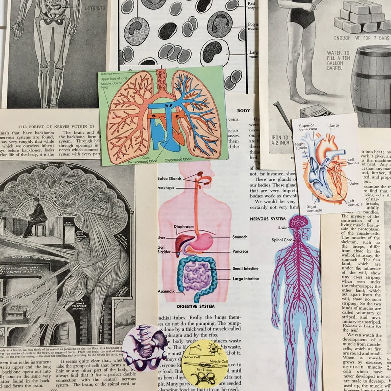 Body and Anatomy Ephemera Vintage Paper Pack Scrapbooking Kit Junk ...