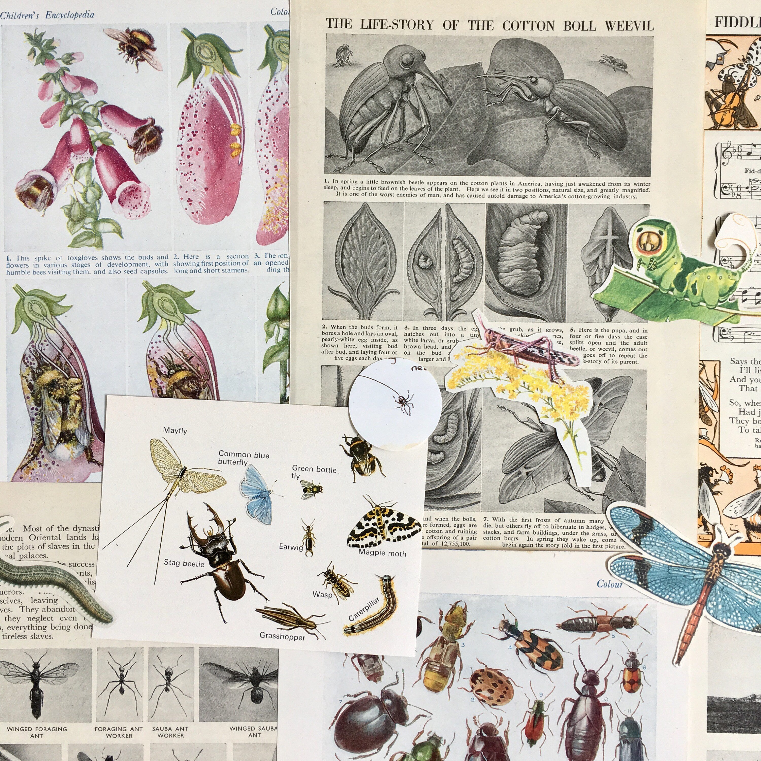 Insect & Bug Themed Ephemera | Vintage Scrapbooking Kit | Nature ...