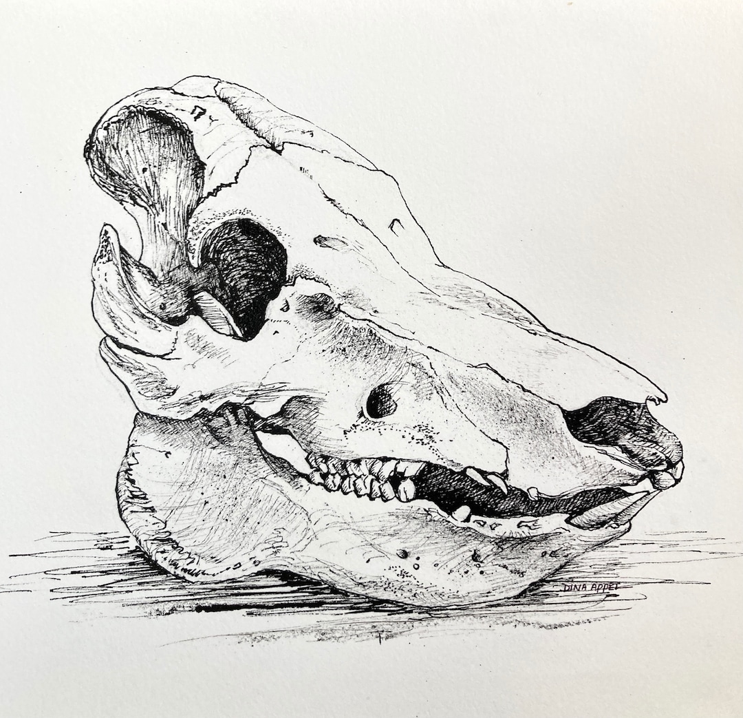 Pig Skull Drawing in Pen and Ink, Original One of A Kind Drawing ...