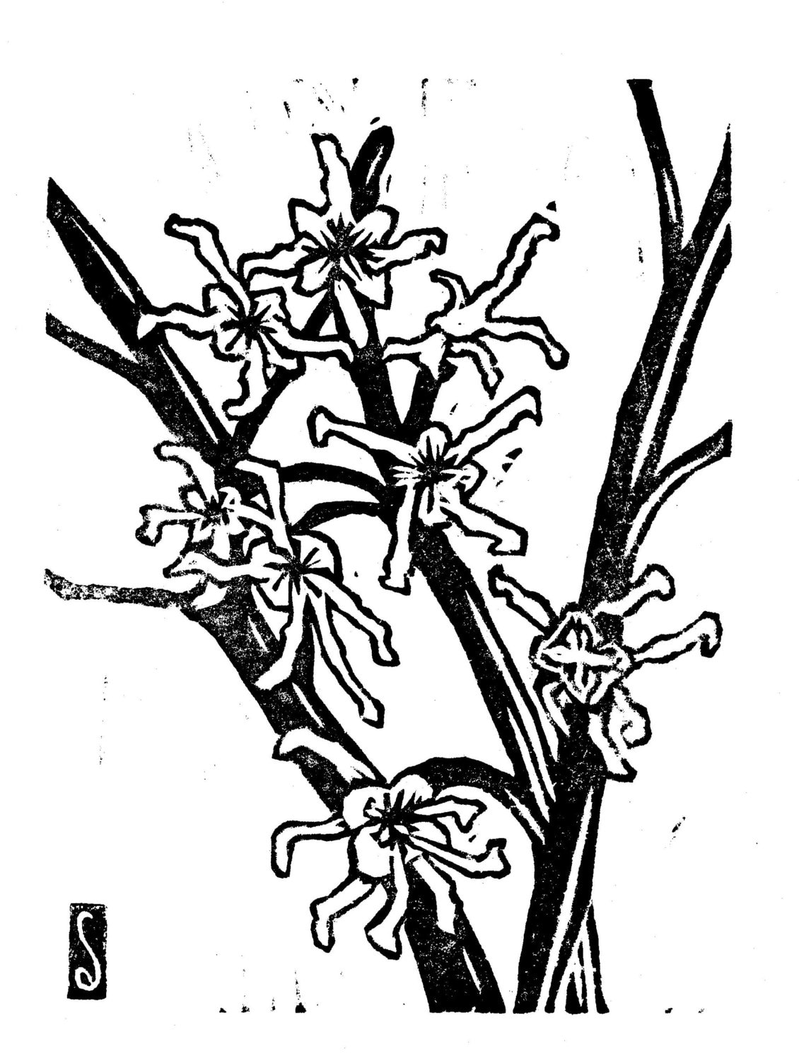 Witch Hazel (missouri Native Series) - Etsy
