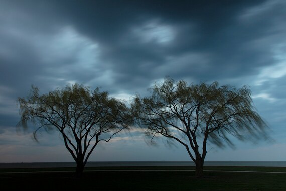Weeping Willow Tree Photography