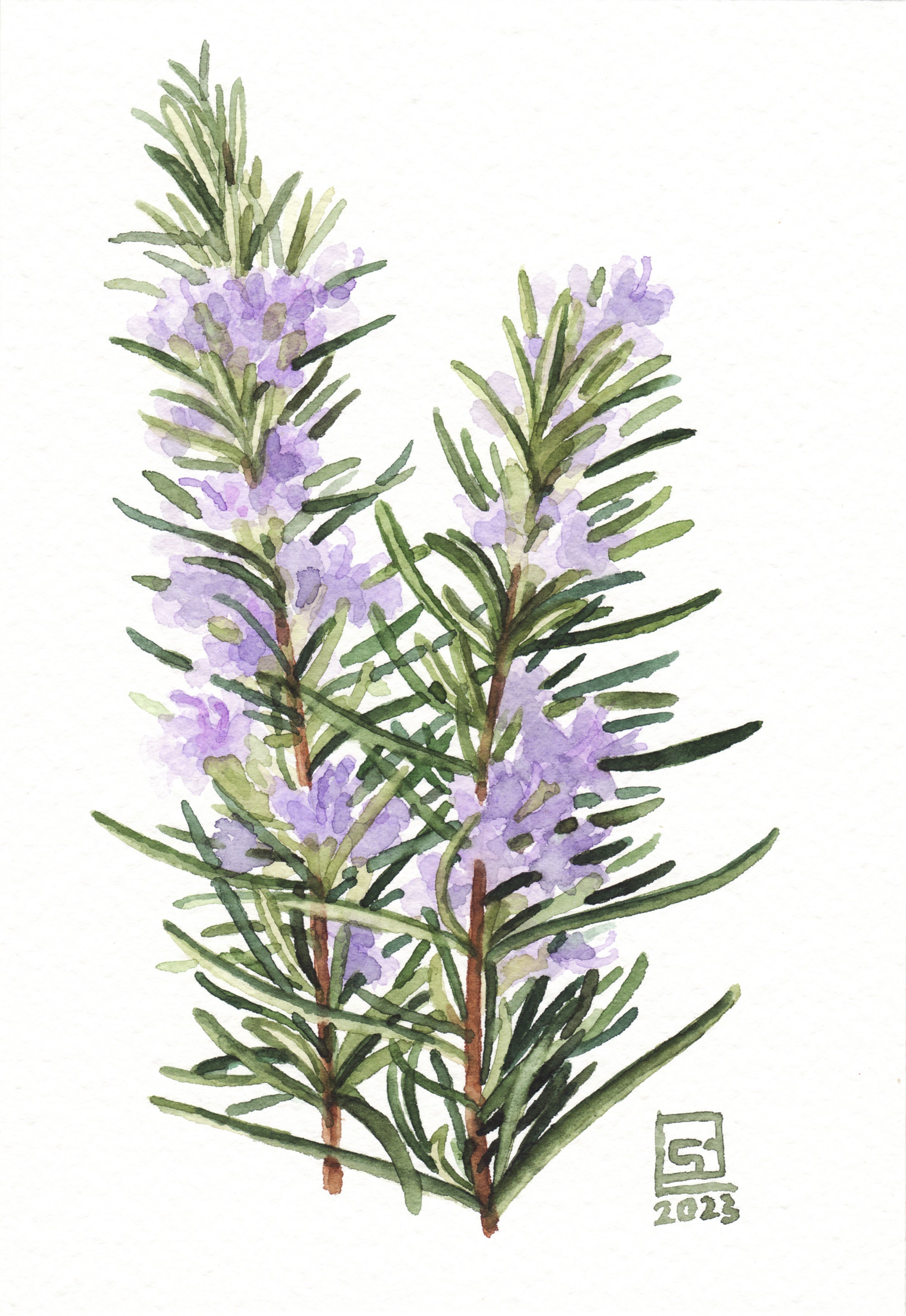 Rosmarinus Officinalis - Original Watercolor Painting, Rosemary ...