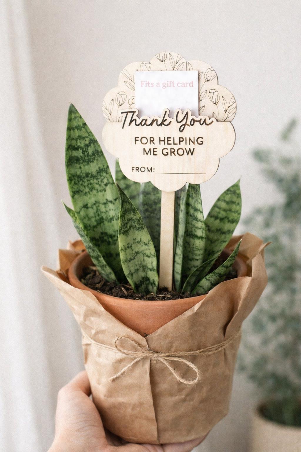 Personalized Teacher Plant Gift Bulk Teacher Appreciation Gift Thank ...