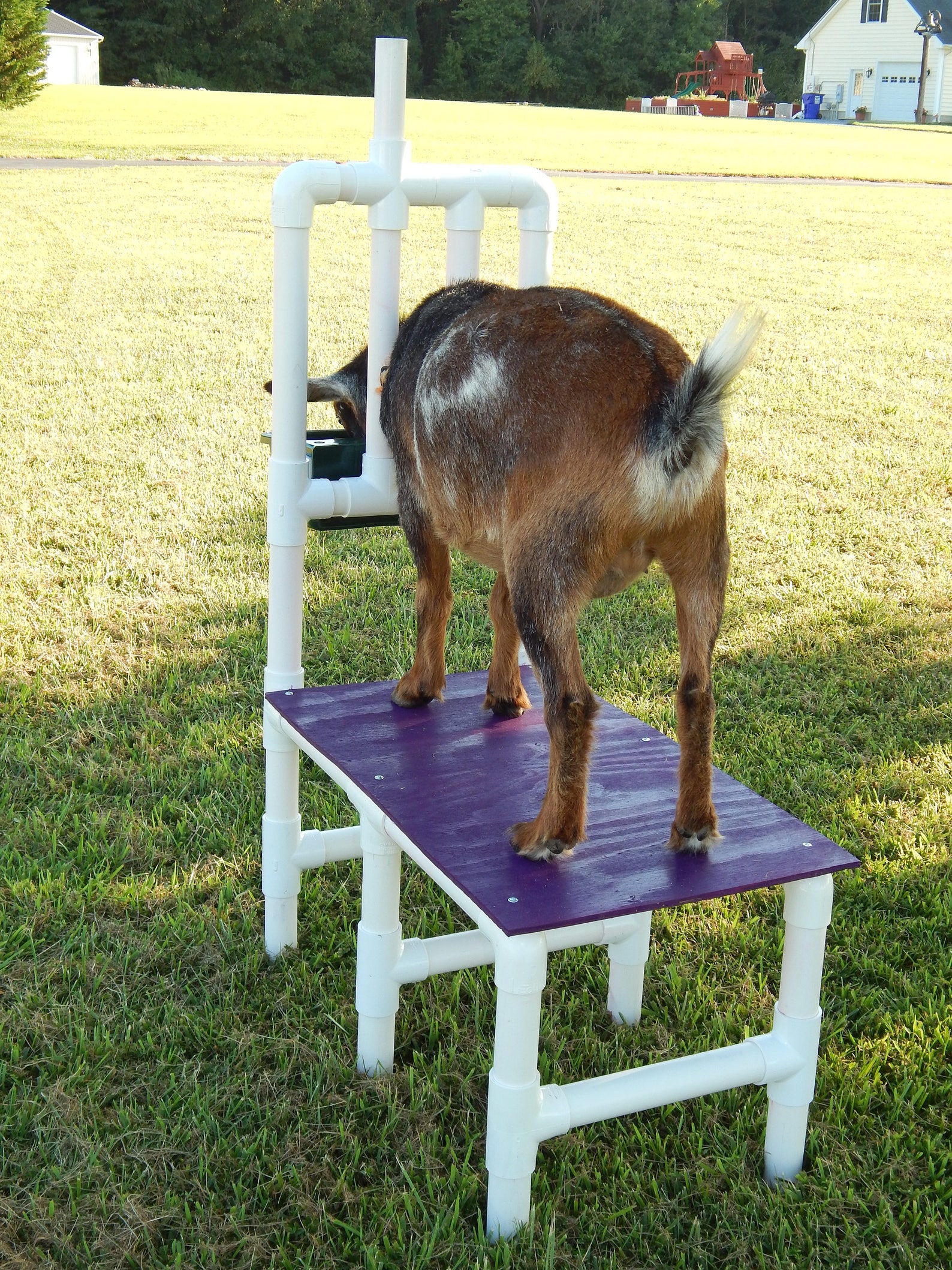 Goat Milking Stand Nigerian Dwarf Pygmy Sheep Milk Table Heavy Duty PVC ...