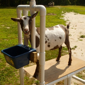 Goat Milking Stand Nigerian Dwarf Pygmy Sheep Milk Table Heavy Duty PVC ...