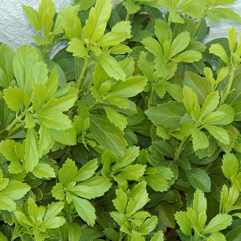 Ground Cover for Shade - Etsy