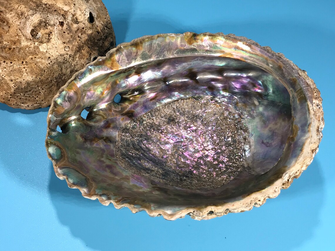 Natural Pacific Ocean Abalone Iridescent Pearled Seashells | Etsy