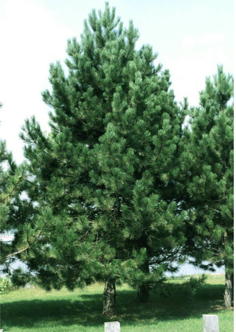 Short-leaf Pine Trees Evergreen Landscape Privacy Garden | Etsy