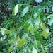 ORGANIC FLORIDA LIVE Oak Tree 2-3 Ft Tall - Etsy