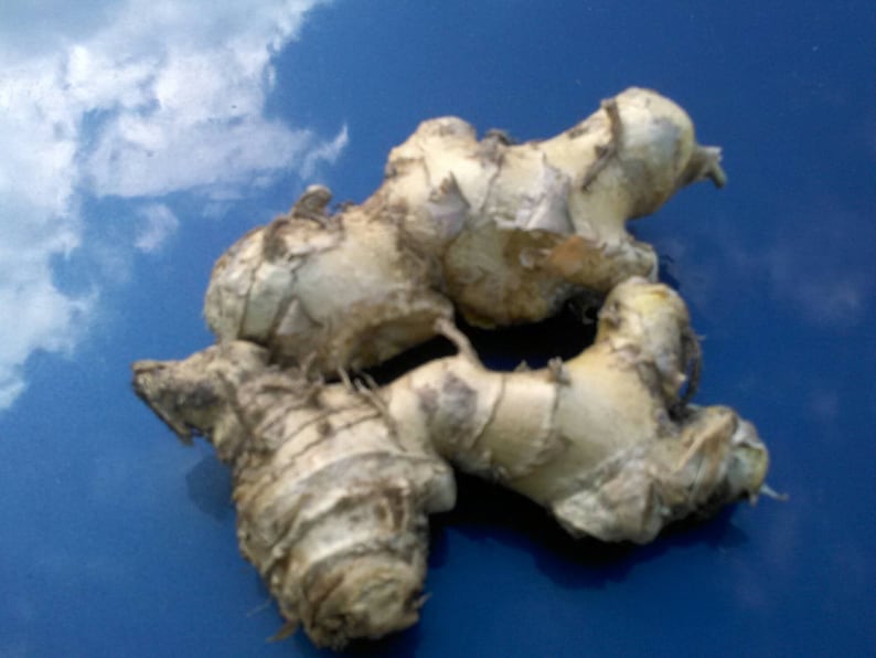 Five Organic Awapuhi Ginger Rhizomes - Etsy