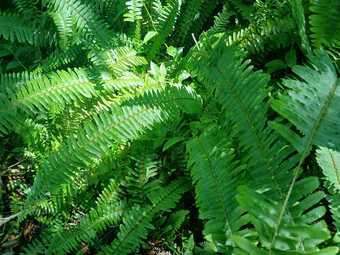 10 Organic Wild Florida Sword Ferns - Etsy