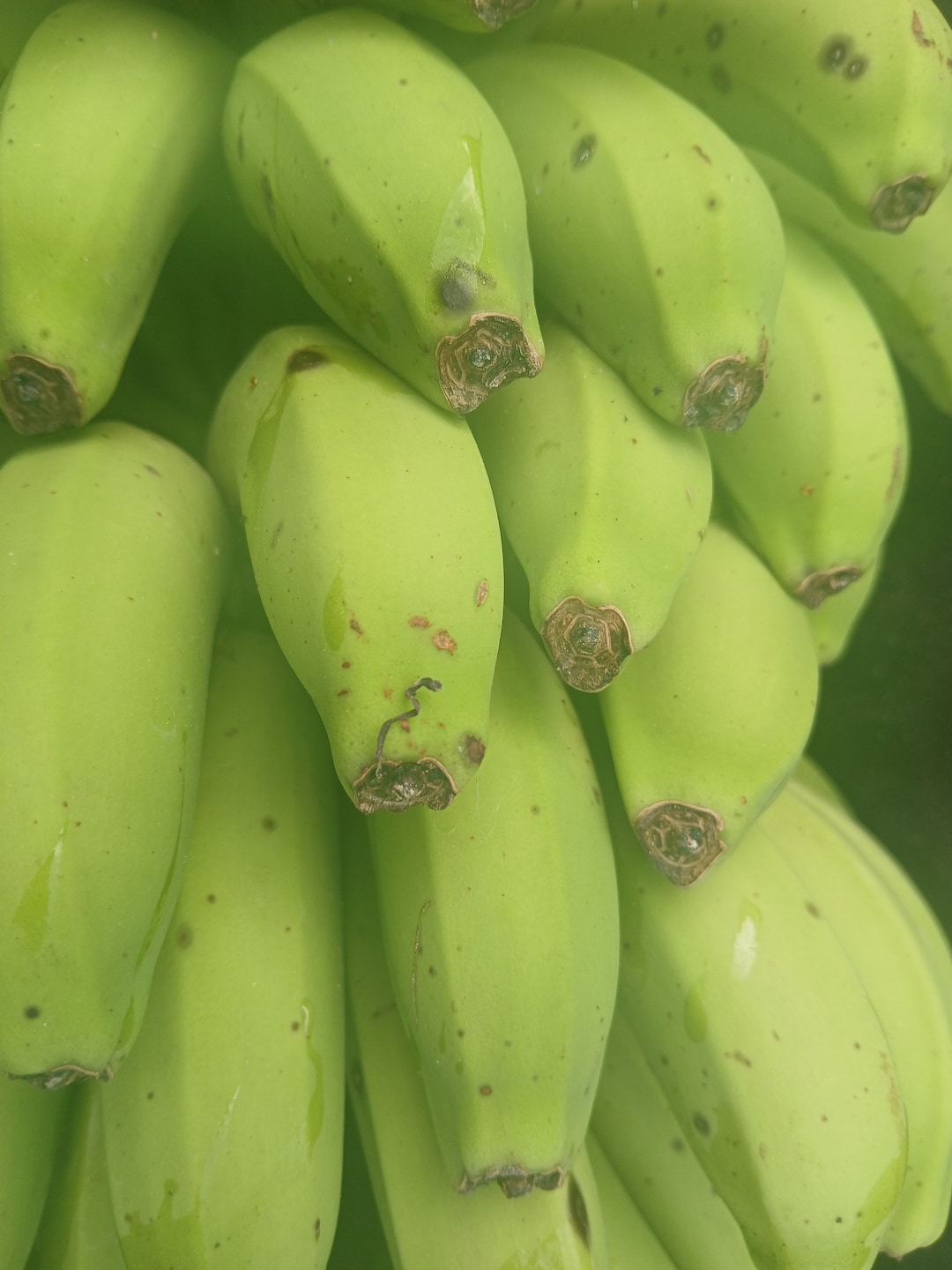 Organic Dwarf Cavendish Bananas 3 to 4 Lbs - Etsy