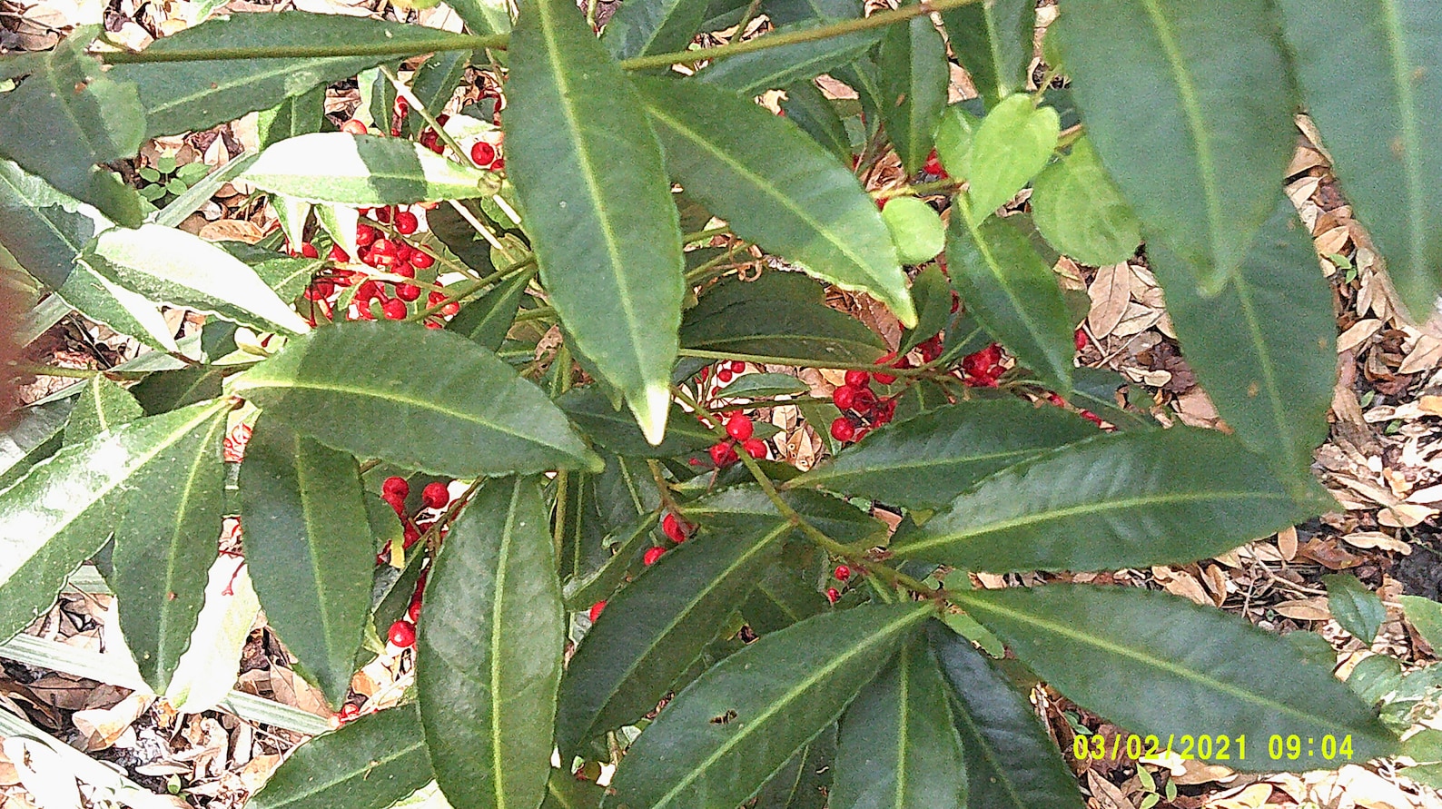 Rare Organic Florida Dahoon Holly Tree 3 foot tall | Etsy