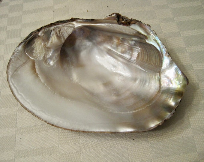 Genuine Natural Iridescent Mother of Pearl Sea Shell. Not Treated 100% ...